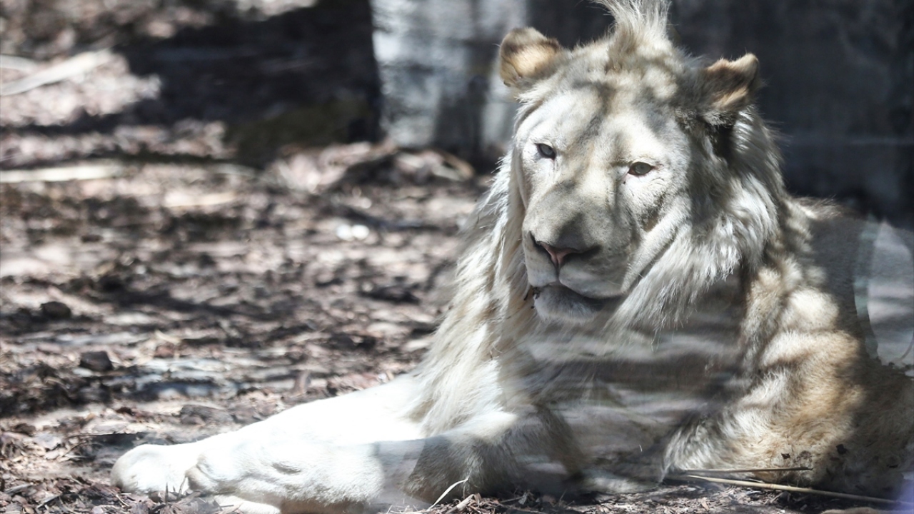 Türkiye'nin ilk beyaz aslanları İstanbul'da | TRT Haber Foto Galeri