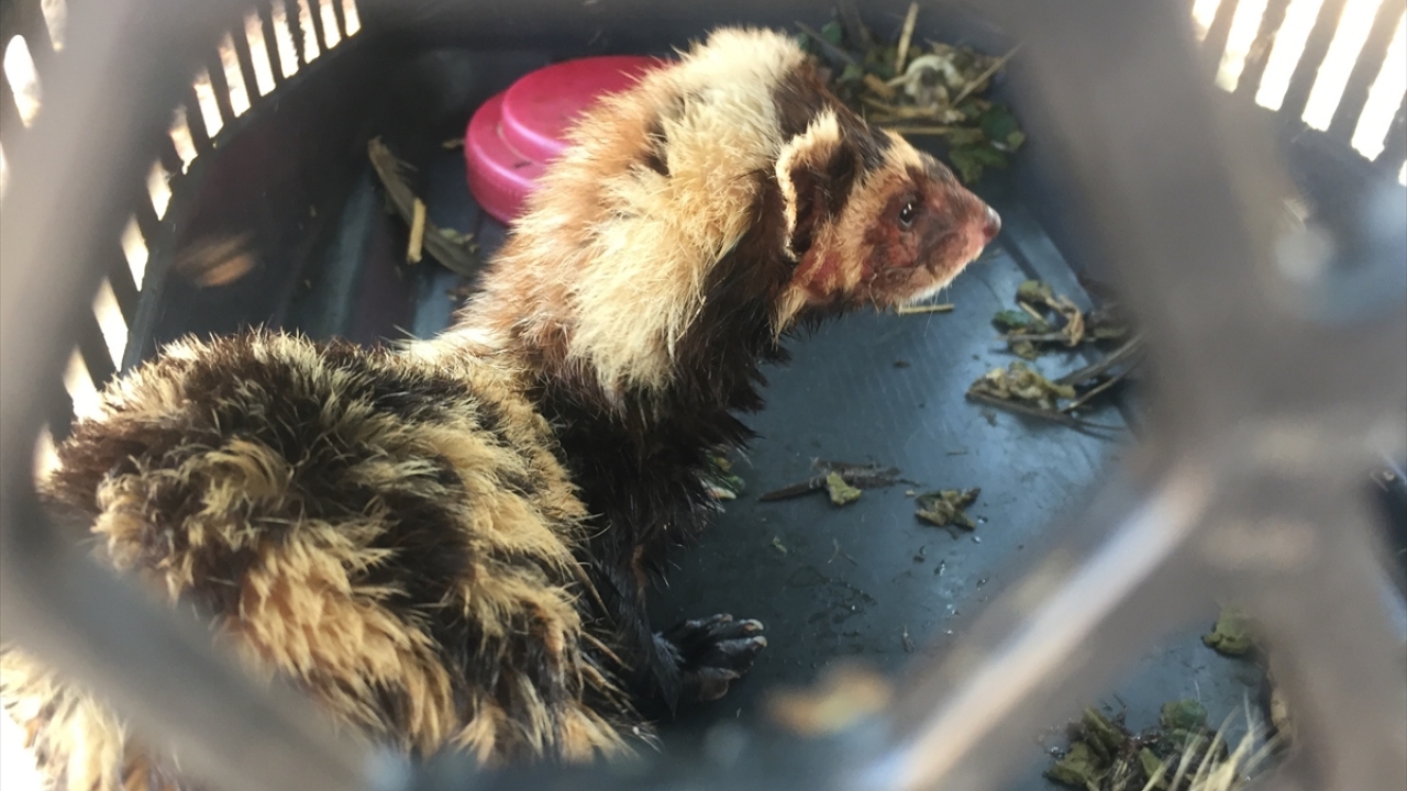 Mardin'de koruma altında olan "alaca sansar" görüldü | TRT Haber Foto ...