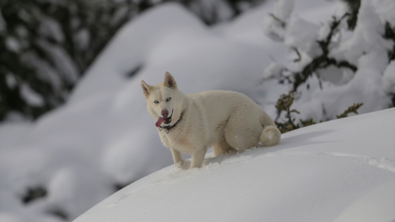 Sibirya kurdu "Fıstık"ın ilk kar sevinci | TRT Haber Foto Galeri