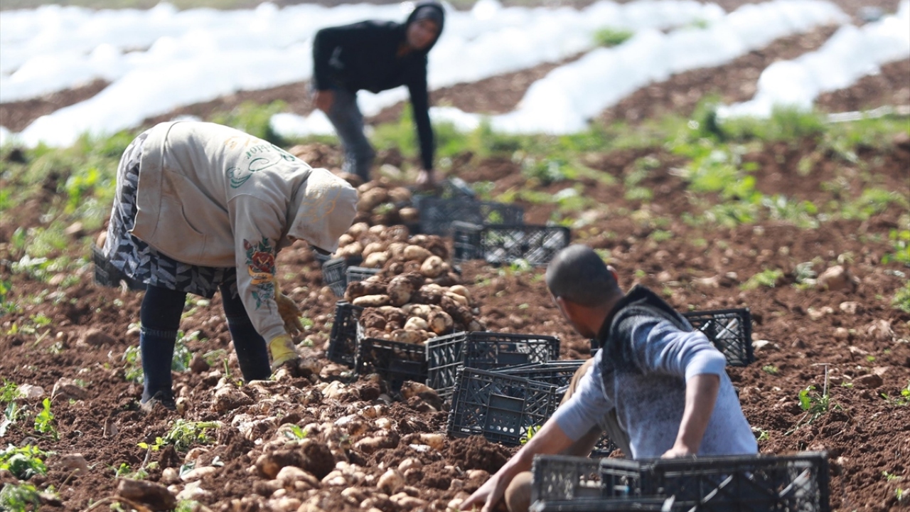 İsrail'in Filistin tarım ürünlerinin ihracatını engellemesi ekonomide ...