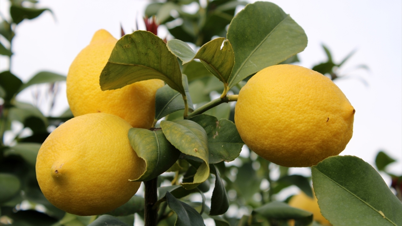 Limona talep arttı | TRT Haber Foto Galeri