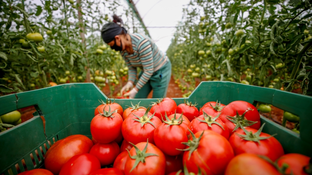 Antalya'dan Türkiye'nin dört bir yanına taze meyve sebze | TRT Haber ...