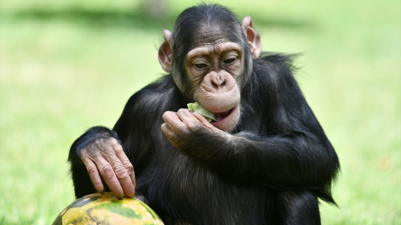 Şempanze Can, uzun aradan sonra yuvasından çıktı | TRT Haber Foto Galeri