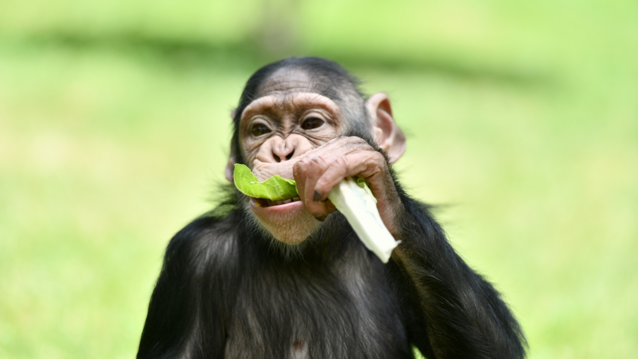 Şempanze Can, uzun aradan sonra yuvasından çıktı | TRT Haber Foto Galeri