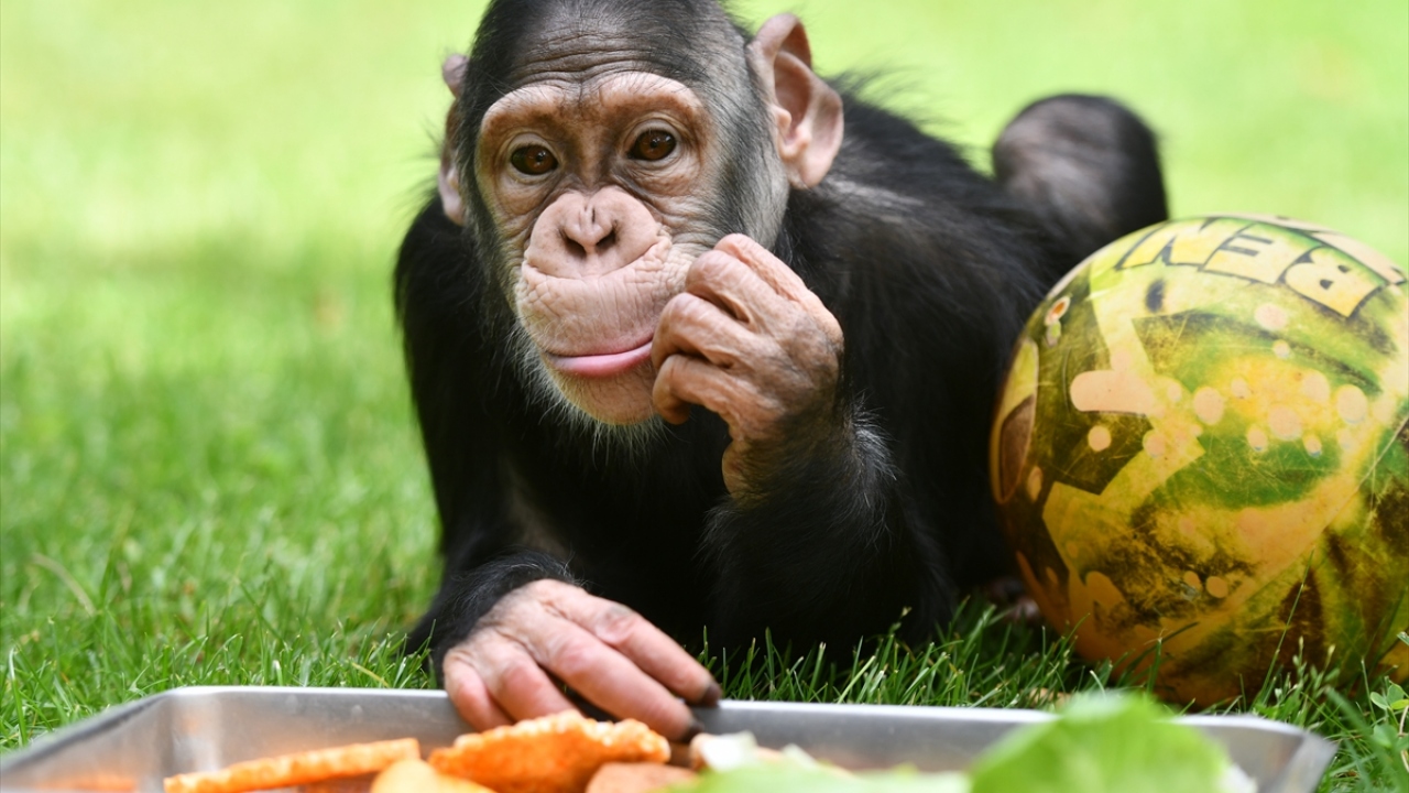 Şempanze Can, uzun aradan sonra yuvasından çıktı | TRT Haber Foto Galeri