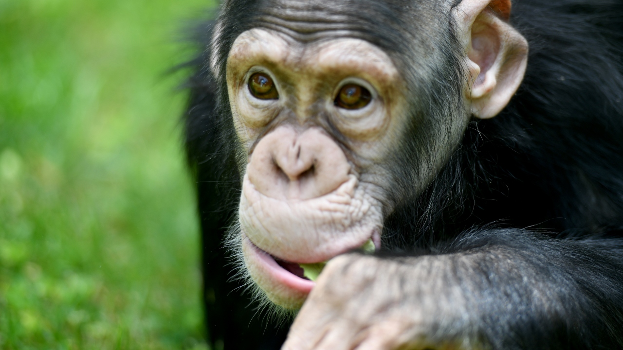 Şempanze Can, uzun aradan sonra yuvasından çıktı | TRT Haber Foto Galeri