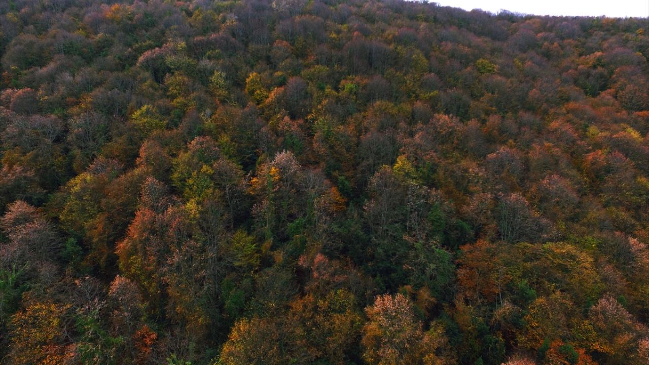 Samsun'da hazan rengine bürünen ormanlar ilgi çekiyor | TRT Haber Foto ...