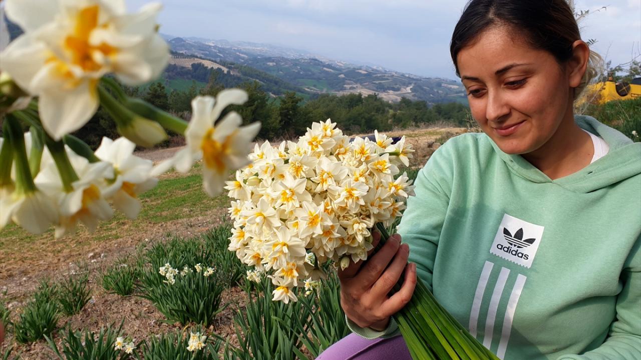 Nergis çiçekleri geçim kaynağı oldu | TRT Haber Foto Galeri