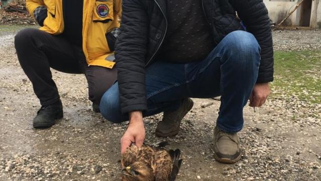 Elektrik teline takılıp yaralanan doğan tedavi altına alındı - Son ...