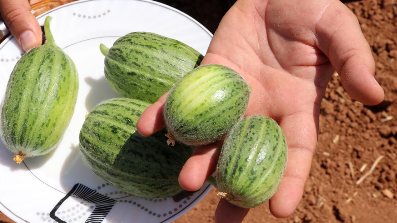 Viranşehir'in 'şelengo'su tescillendi | TRT Haber Foto Galeri