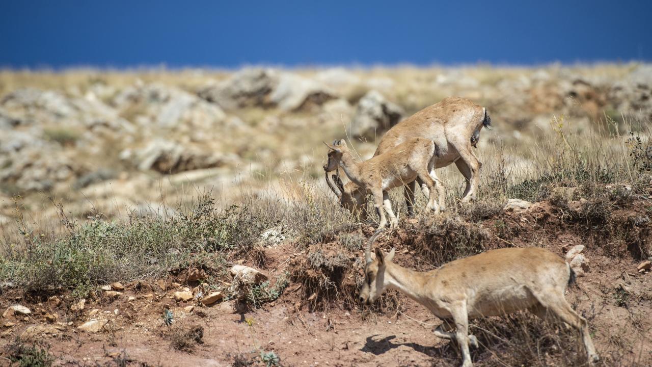Tunceli bozkırlarının yaban keçileri | TRT Haber Foto Galeri