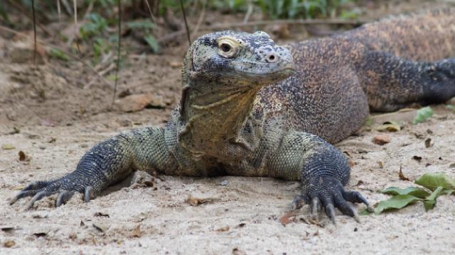 Türlerin yüzde 30'u nesli tükenmekte olan hayvanlar listesinde - Son ...
