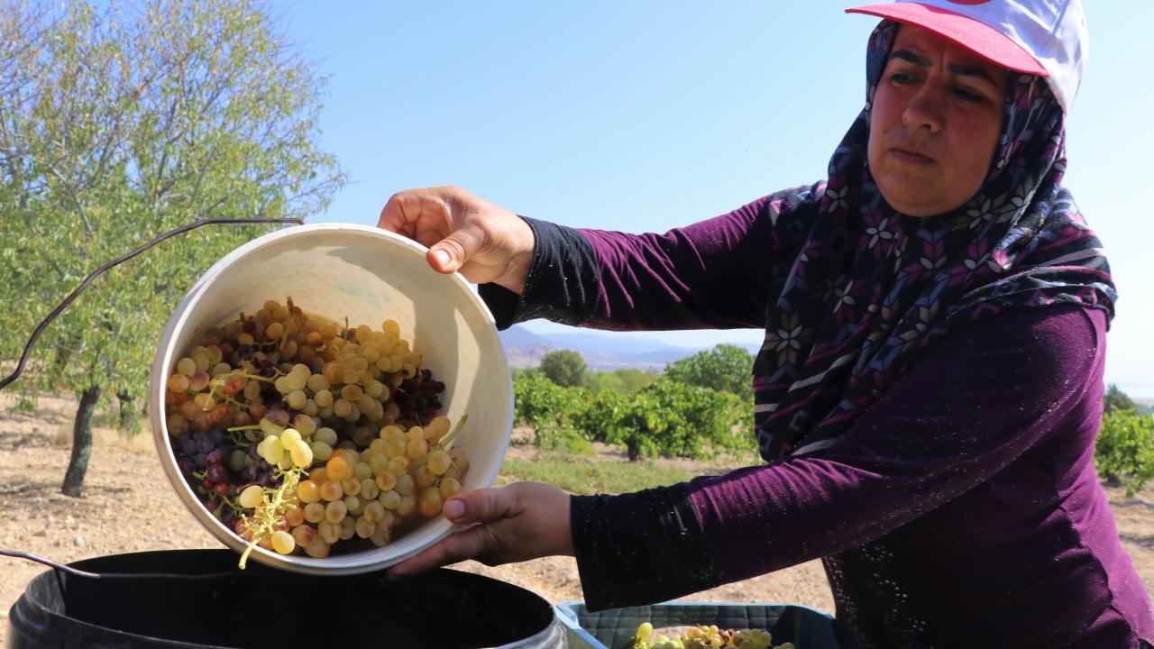 Dimrit üzümünün pekmezi damakları tatlandırıyor | TRT Haber Foto Galeri