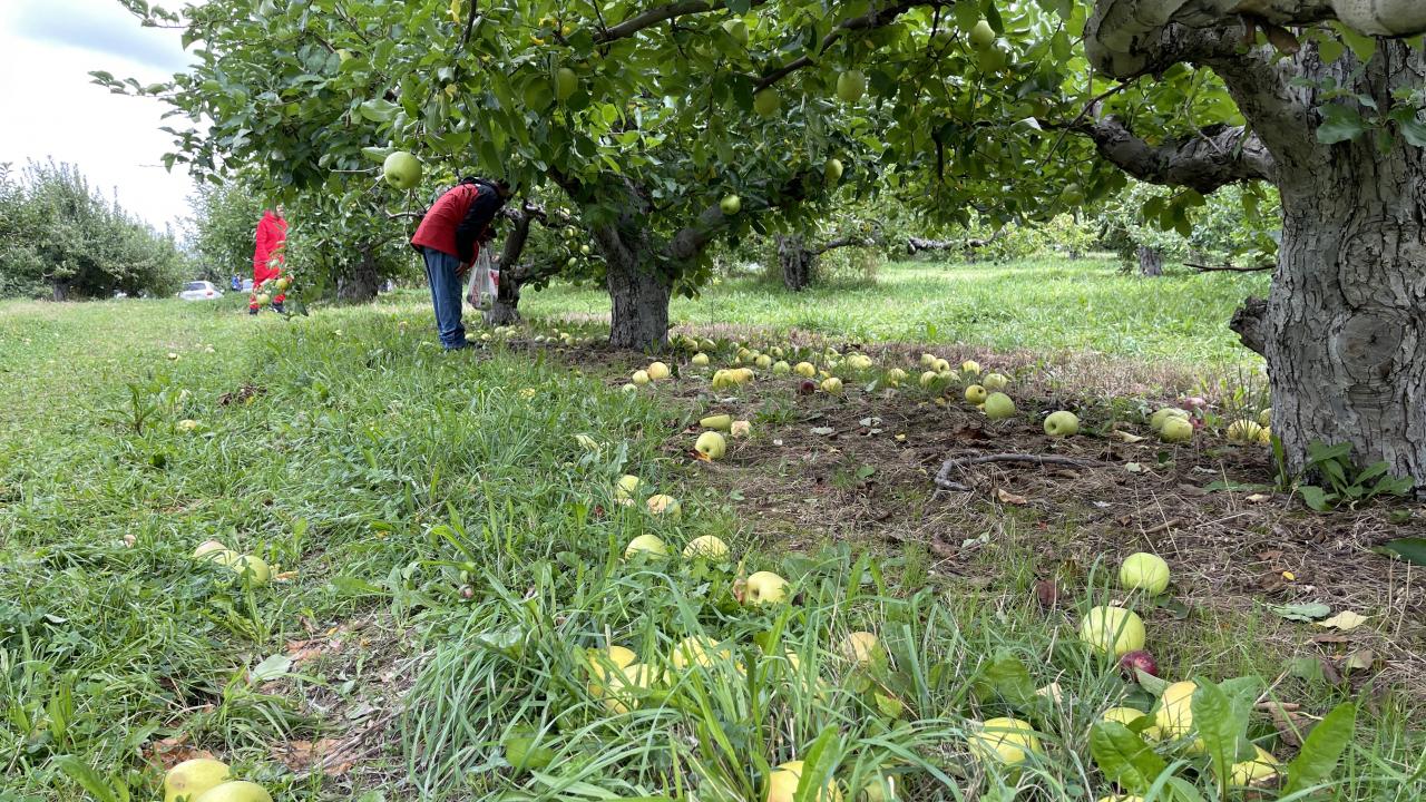 Haftasonunu elma toplayarak değerlendiriyorlar | TRT Haber Foto Galeri