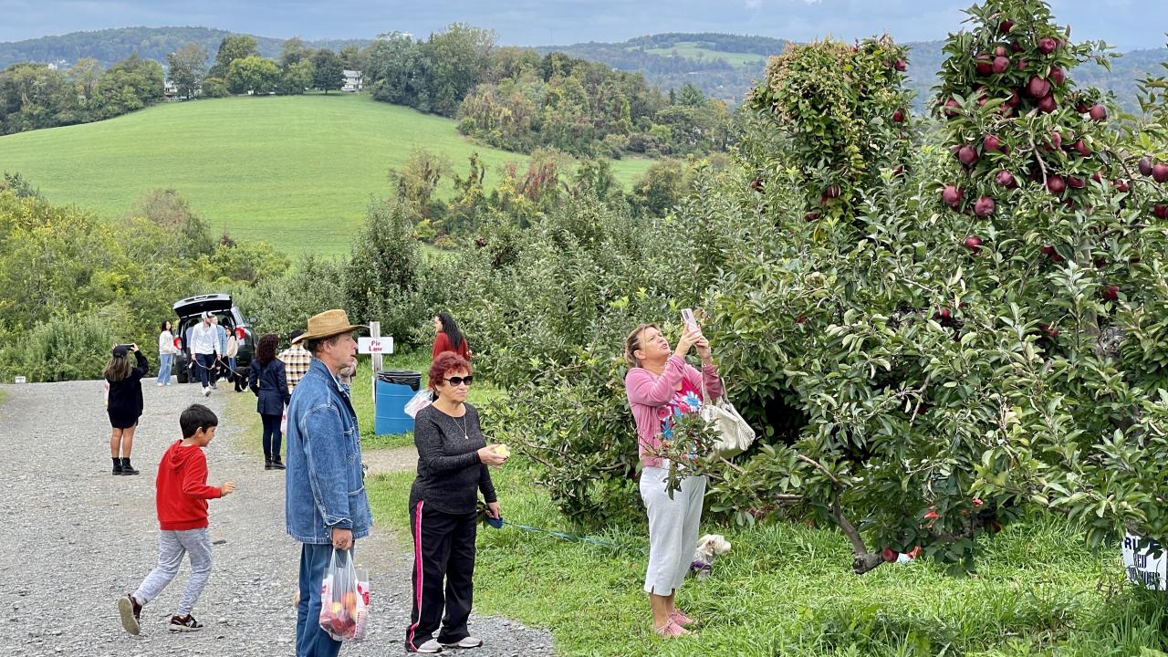 Haftasonunu elma toplayarak değerlendiriyorlar | TRT Haber Foto Galeri