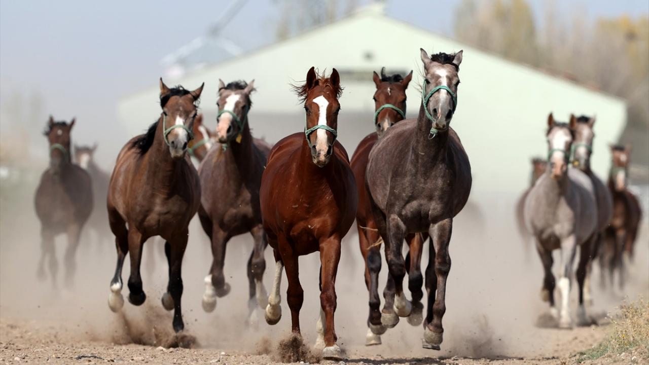 Cevhertay'ın rekorunu elit taylar kıracak | TRT Haber Foto Galeri