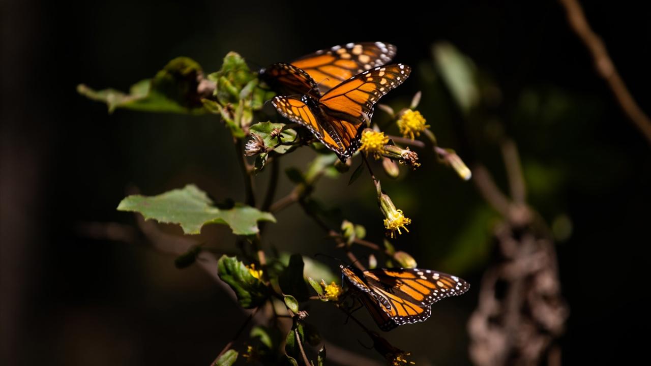 Meksika'da kral kelebeklerinin göçü | TRT Haber Foto Galeri