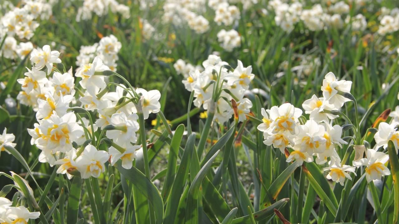 Nergis tohumları yıllar sonra geçim kaynağı oldu | TRT Haber Foto Galeri