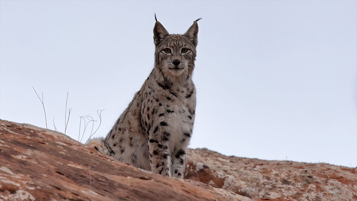 Nesli tehlikede olan vaşak Sivas'ta görüntülendi | TRT Haber Foto Galeri