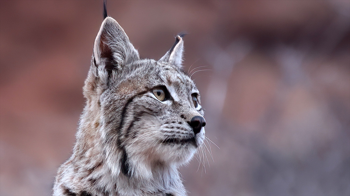 Nesli tehlikede olan vaşak Sivas'ta görüntülendi | TRT Haber Foto Galeri