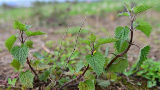 Giresun ısırganı coğrafi işaret tescil belgesi aldı - Son Dakika Haberleri