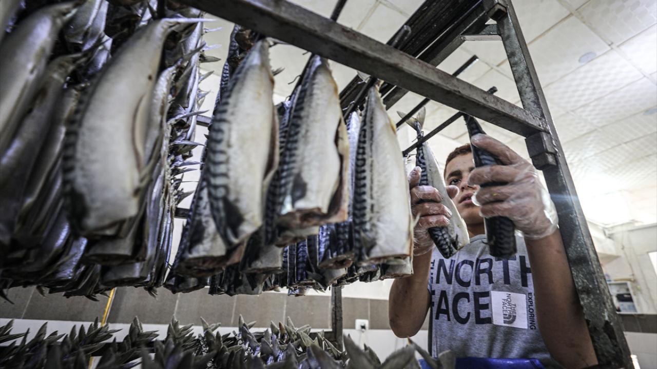 Tütsülenmiş Ringa balığı Gazze'de bayram sofralarını süsleyecek | TRT ...