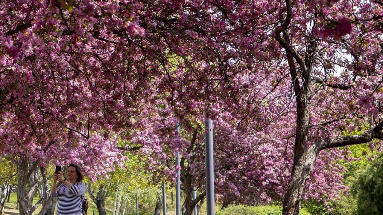 Ankara'da ilkbahar güzelliği | TRT Haber Foto Galeri