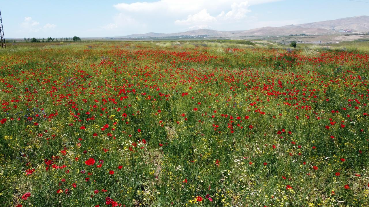 Van'da doğa gelincik çiçekleriyle renklendi | TRT Haber Foto Galeri
