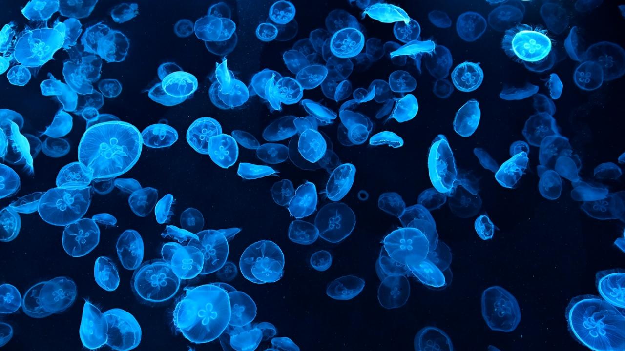 Dünya Okyanuslar Günü | TRT Haber Foto Galeri