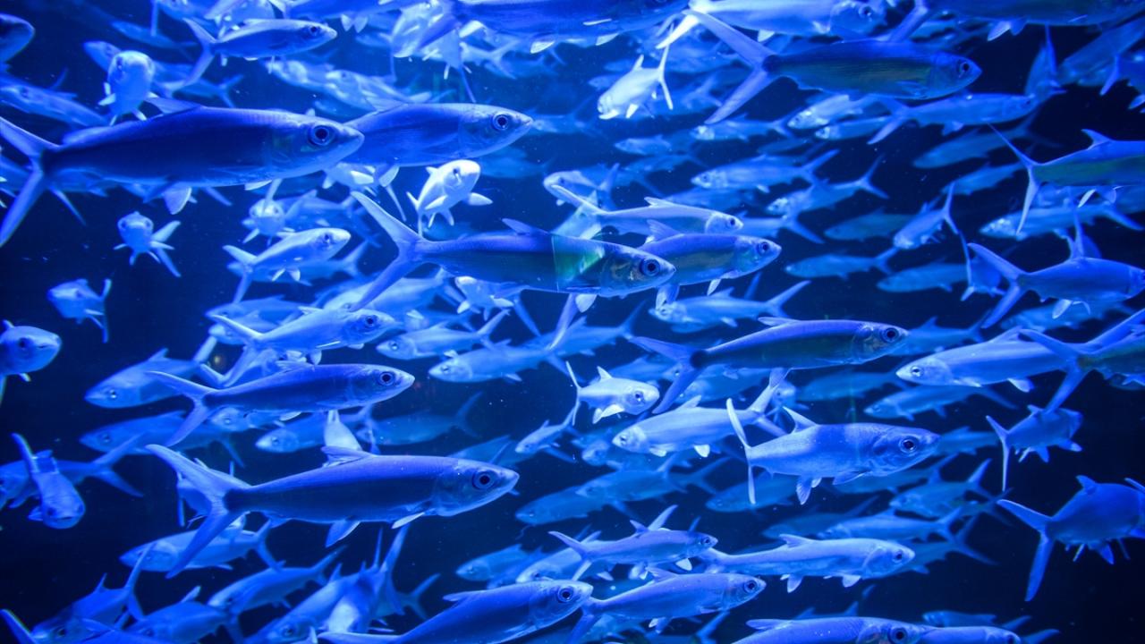 Dünya Okyanuslar Günü | TRT Haber Foto Galeri