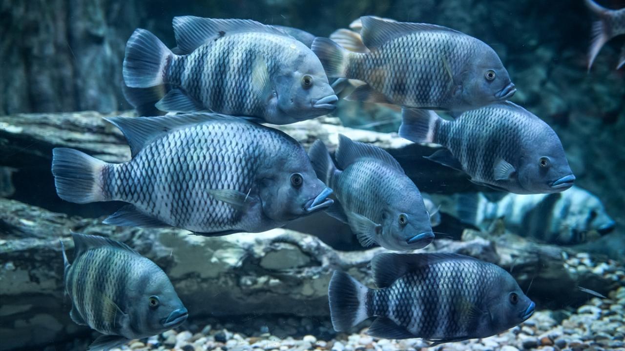 Dünya Okyanuslar Günü | TRT Haber Foto Galeri
