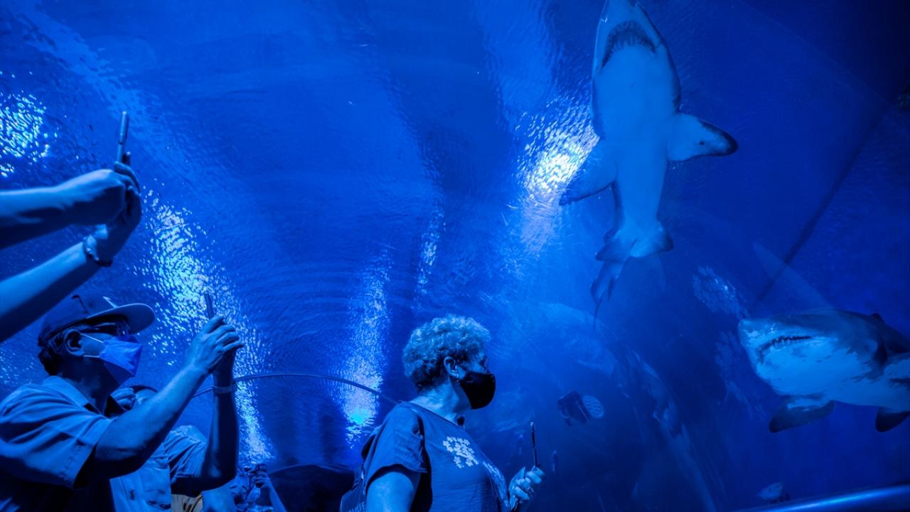 Dünya Okyanuslar Günü | TRT Haber Foto Galeri