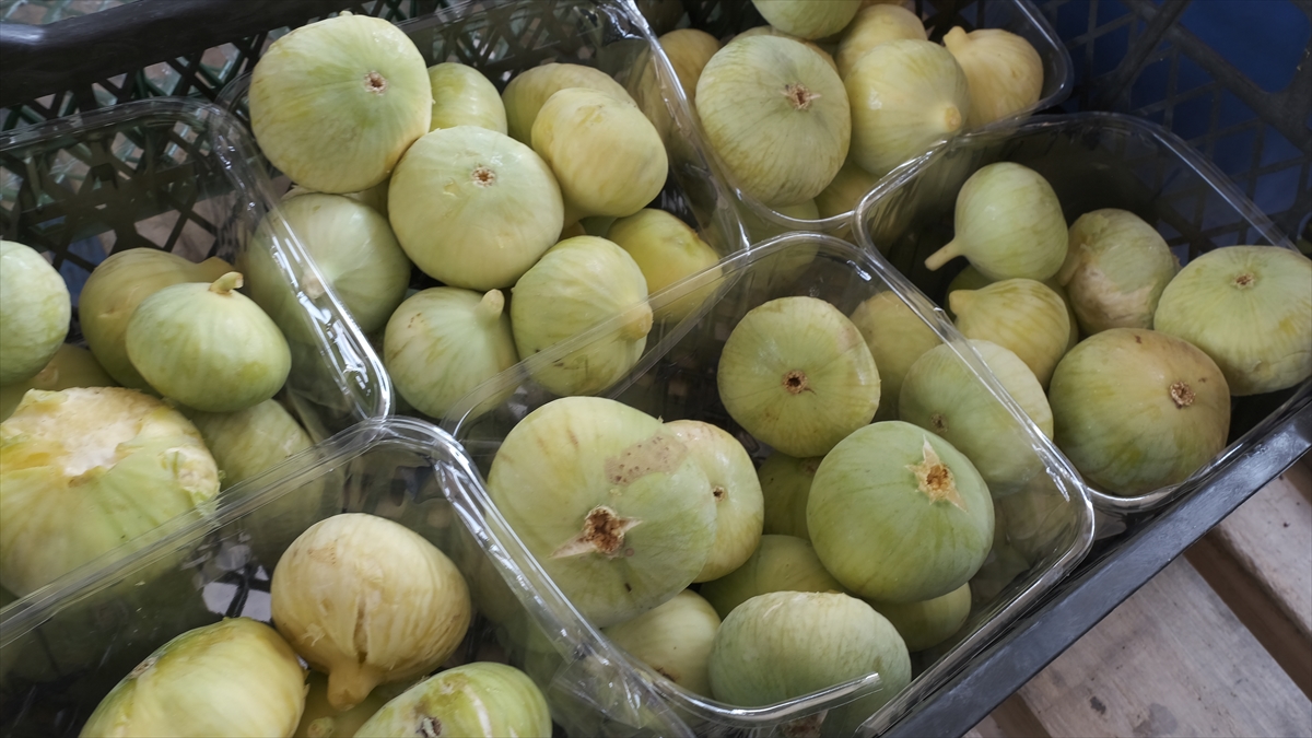 Mersin'de beyaz incir hasadı başladı | TRT Haber Foto Galeri