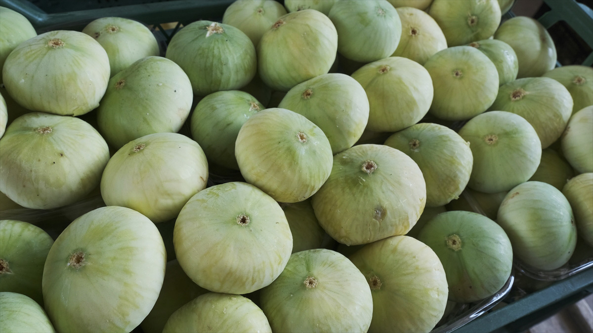 Mersin'de beyaz incir hasadı başladı | TRT Haber Foto Galeri