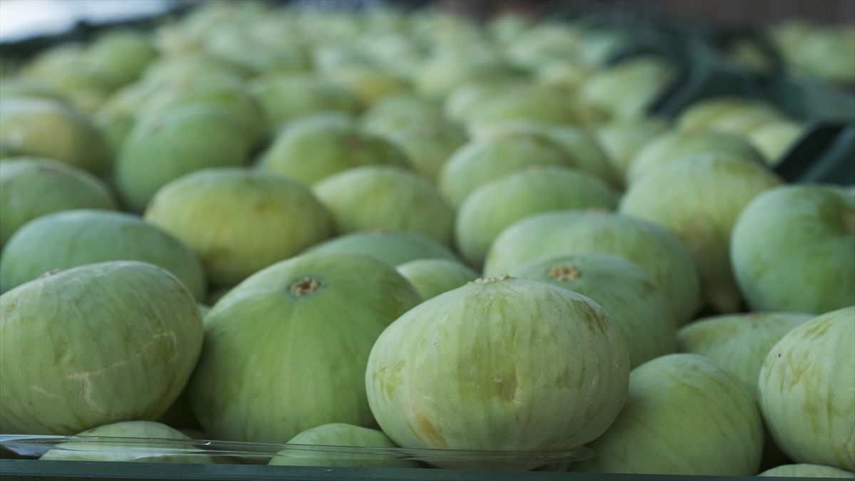 Mersin'de beyaz incir hasadı başladı | TRT Haber Foto Galeri