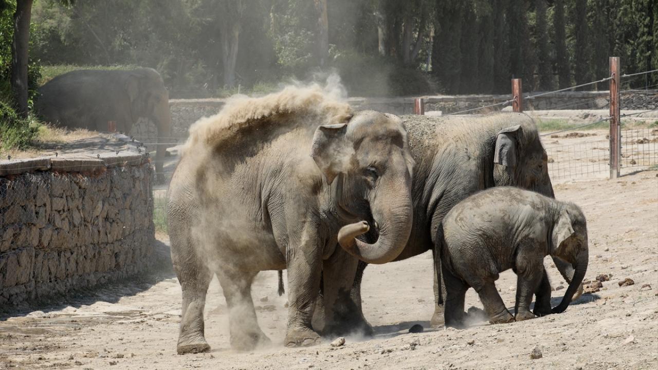 Türkiye'nin ilk fil ailesine özenle bakılıyor | TRT Haber Foto Galeri