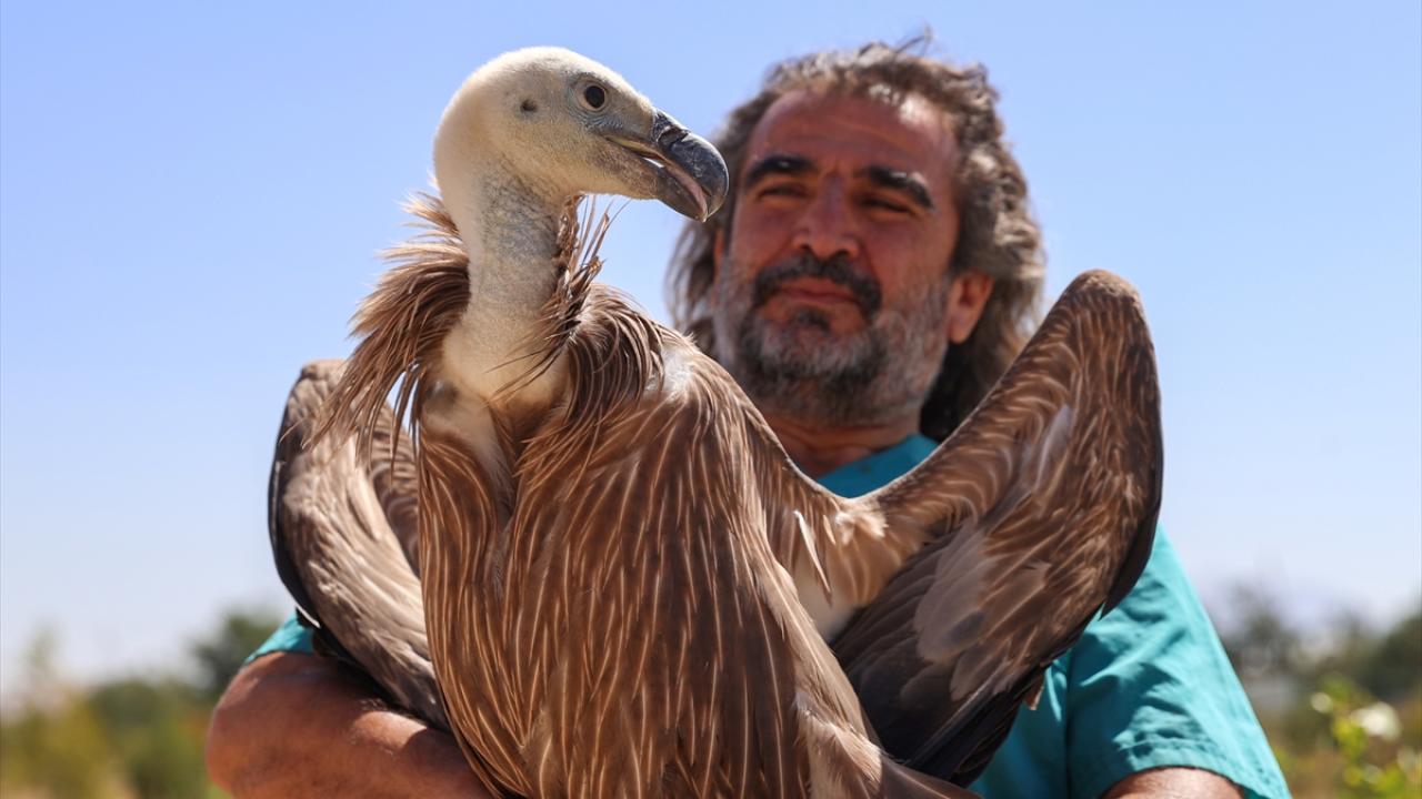 Yaralı ve bitkin halde bulunan iki akbaba Van'da tedavi ediliyor | TRT Haber Foto Galeri