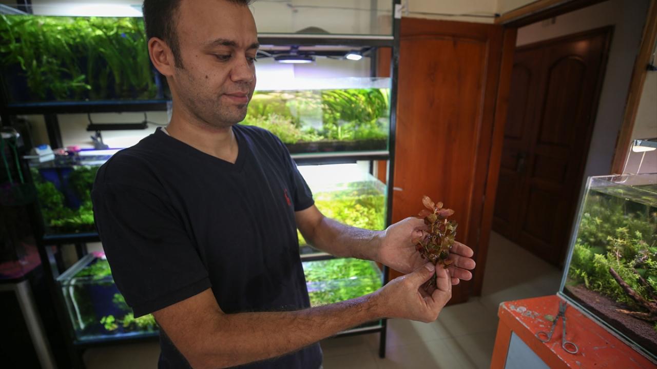 Filistinli genç adam Gazze'de nadir akvaryum bitkileri yetiştiriyor ...