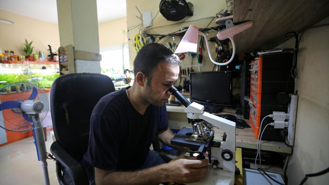 Filistinli genç adam Gazze'de nadir akvaryum bitkileri yetiştiriyor ...