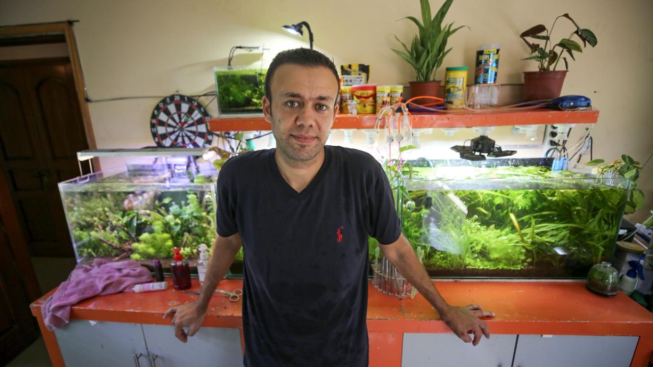 Filistinli genç adam Gazze'de nadir akvaryum bitkileri yetiştiriyor ...