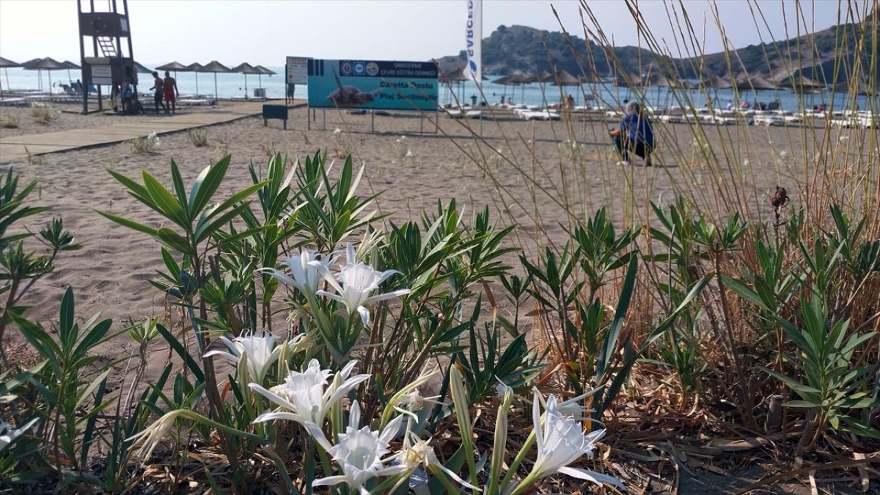 Muğla sahillerini kum zambakları süslüyor | TRT Haber Foto Galeri