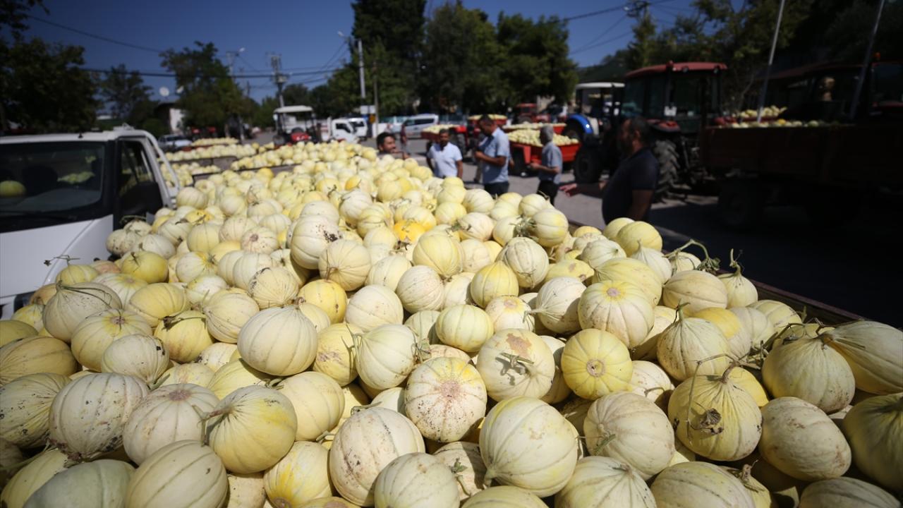 "Yeşilçomlu kavunu" pazara inmeden alıcı buluyor | TRT Haber Foto Galeri