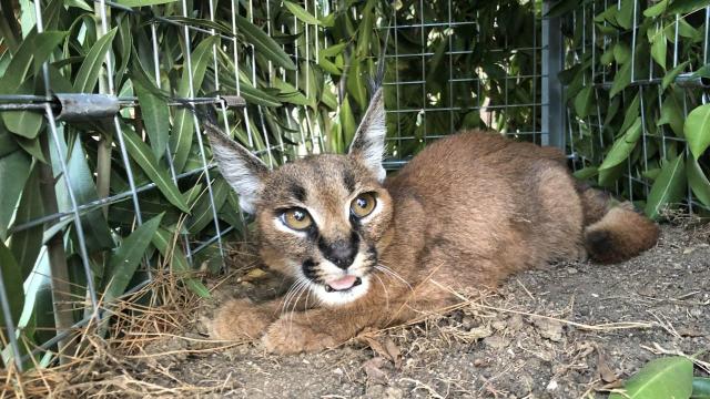 Karakulak 'Defne', doğaya bırakıldı - Son Dakika Haberleri