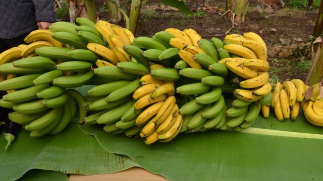 Muz üretimi 5 yılda yüzde 139 arttı - Son Dakika Haberleri