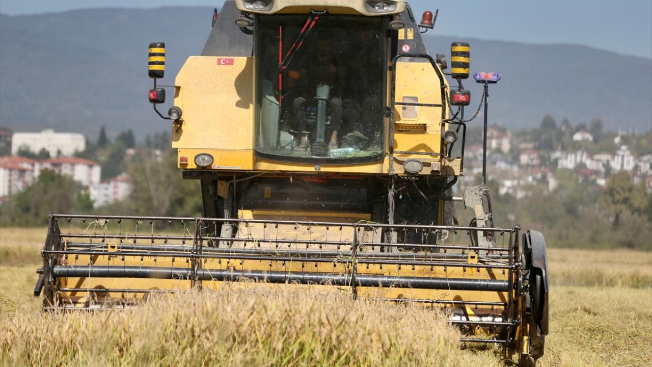 Tescilli Konuralp pirincinde hasat "yüksek verim" beklentisiyle başladı ...
