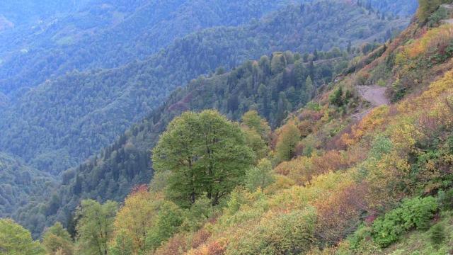 Artvin'deki köyü kokarca böceği sardı - Son Dakika Haberleri