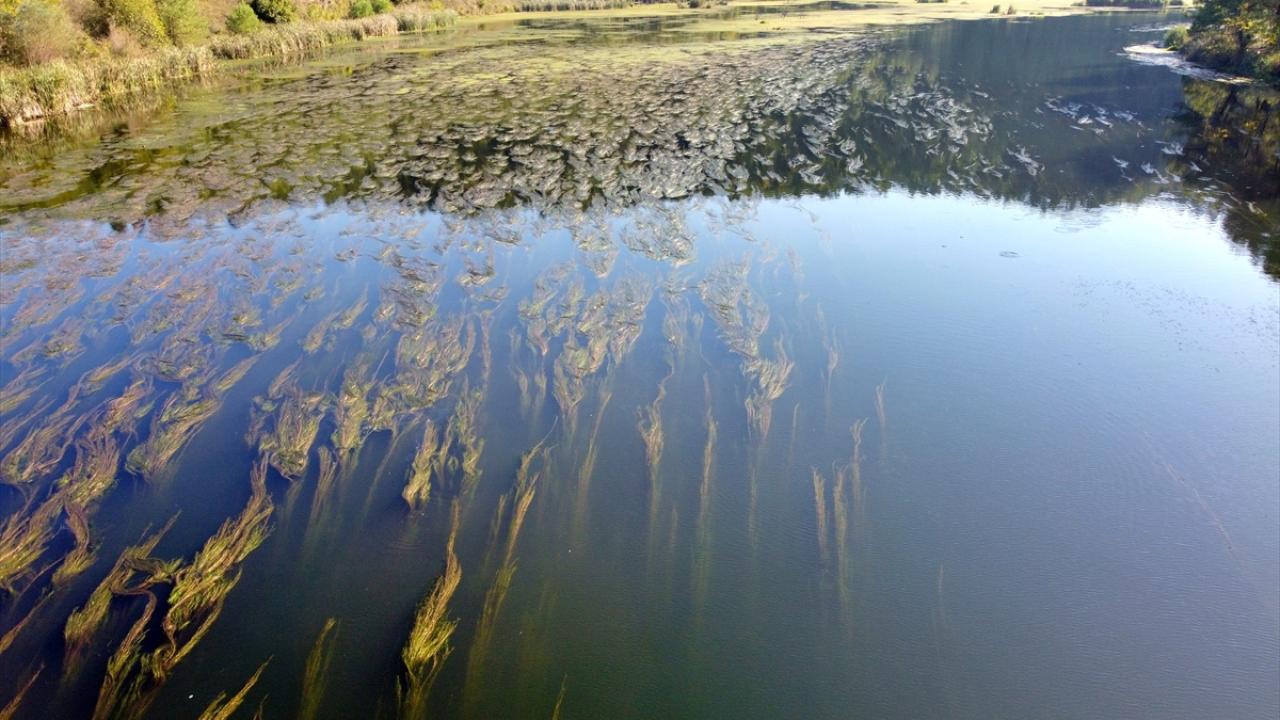 Ceyhan Nehri'ne sonbaharın renkleri yansıdı | TRT Haber Foto Galeri