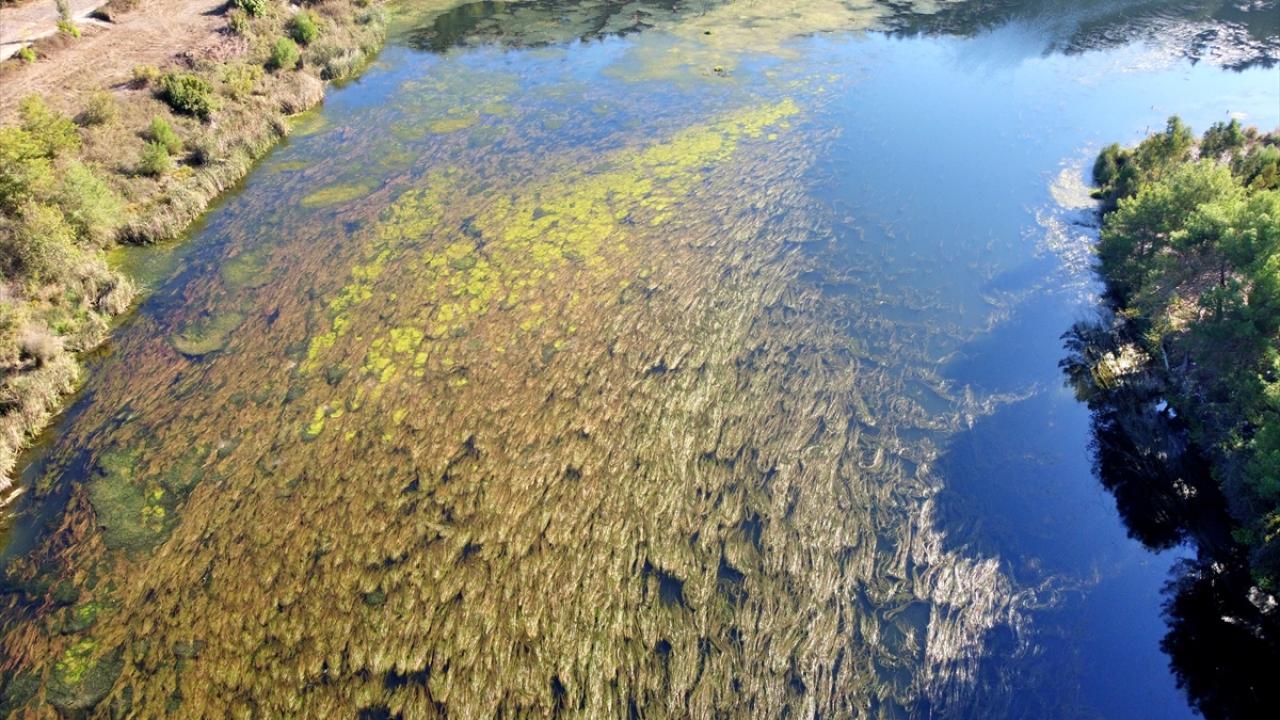 Ceyhan Nehri'ne sonbaharın renkleri yansıdı | TRT Haber Foto Galeri