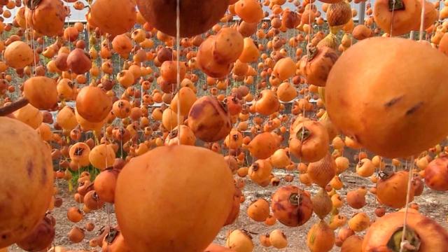 Ürettikleri cennet hurmasını kurutarak pazarlıyorlar - Son Dakika Haberleri