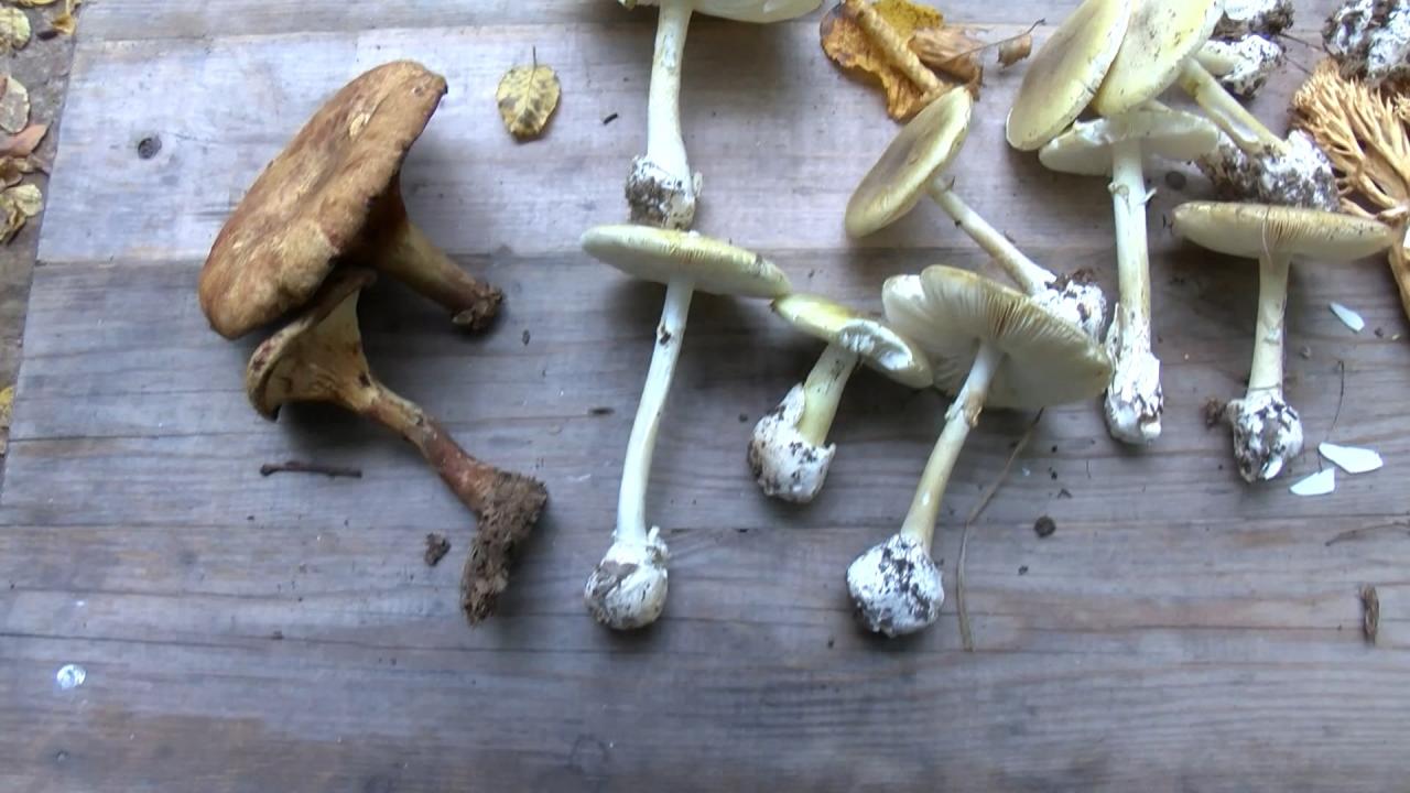 Mantardan ölümlerin yüzde 95'inden "köygöçüren" sorumlu | TRT Haber ...